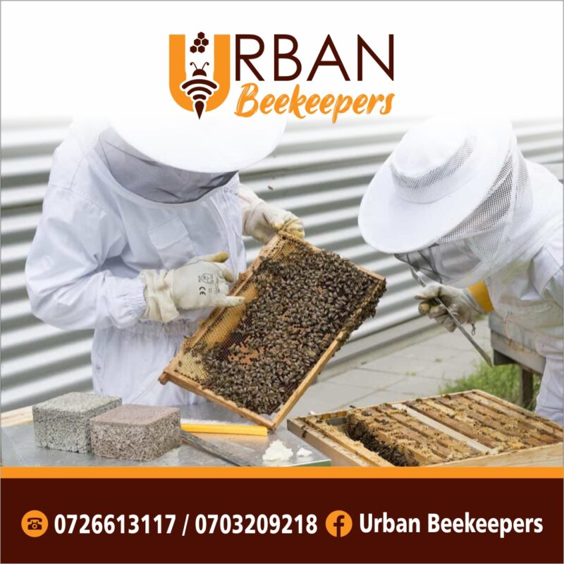 Bee Keeping Training Services in Kenya | Bee Keeping Consulting ...